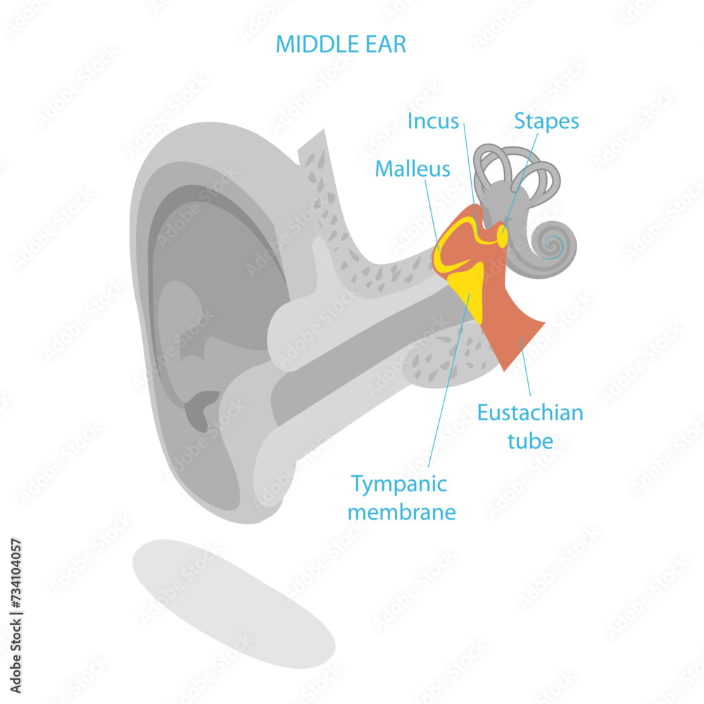 3D Isometric Flat Vector Illustration of Human Ear Anatomy, Labeled ...