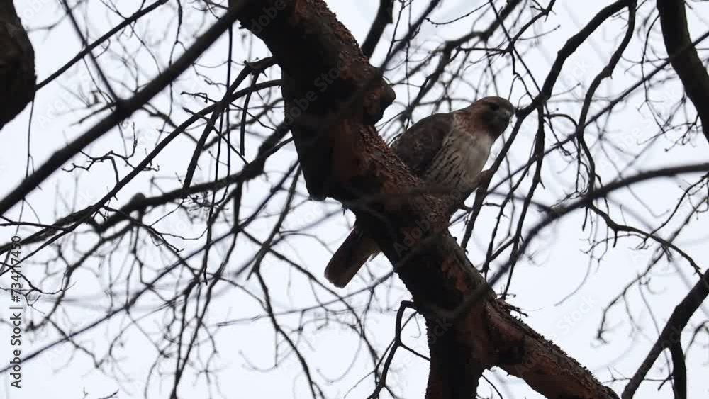 red tailed hawk sitting on a tree branch in new york city (winter ...
