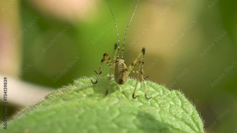Vidéo Stock Small larvae grasshopper, locust, cricket macro sitting on ...