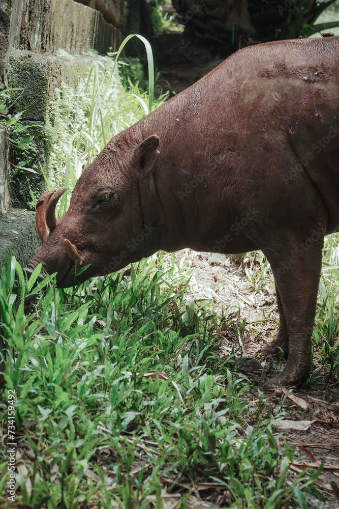 The Togian babirusa (Babyrousa togeanensis), also known as the Malenge ...