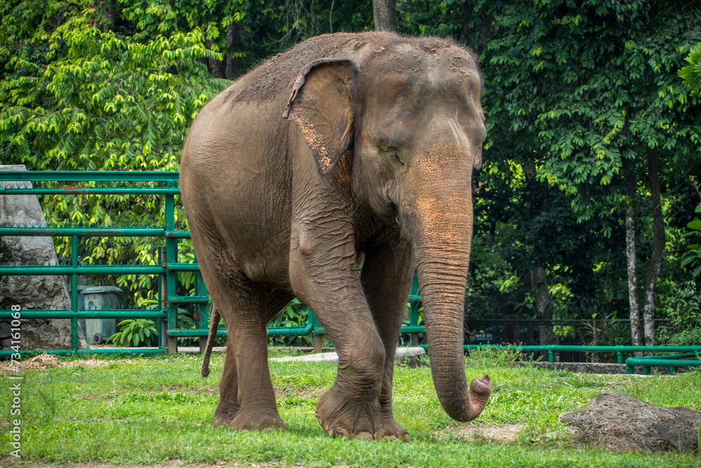 The Sumatran elephant (Elephas maximus sumatranus) is one of three ...