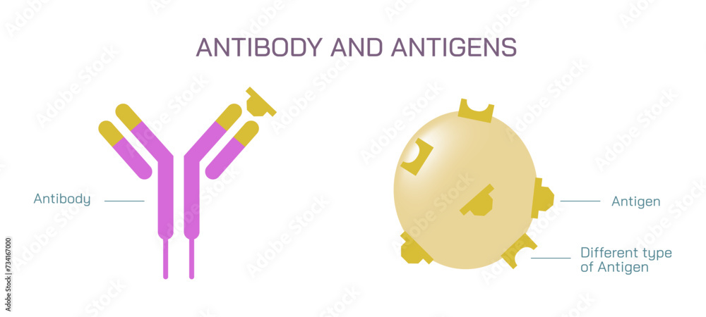 Antibodies are produced by the immune system in response to antigens ...