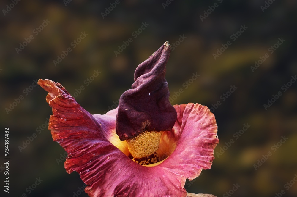 corpse flower Rare Amorphophallus titanum, commonly known as the corpse ...