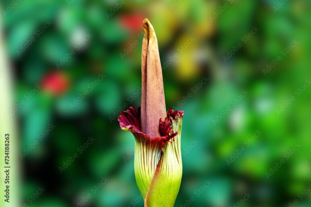 corpse flower Rare Amorphophallus titanum, commonly known as the corpse ...