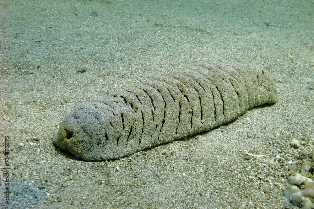 Underwater bottom dwelling animal - sea cucumber (Holothuroidea) on the ...