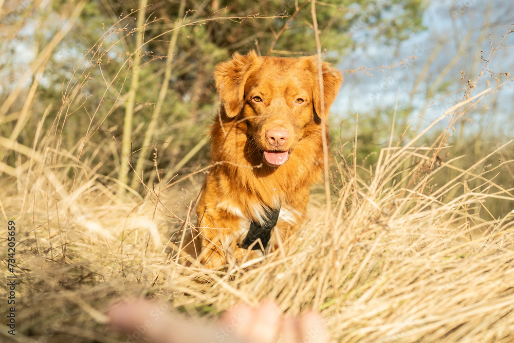 Ginger dog on a walk to the park. Nova Scotia Duck Tolling Retriever ...