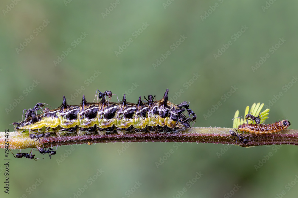 Australian Common Imperial Blue Butterfly Caterpillars being tendered ...