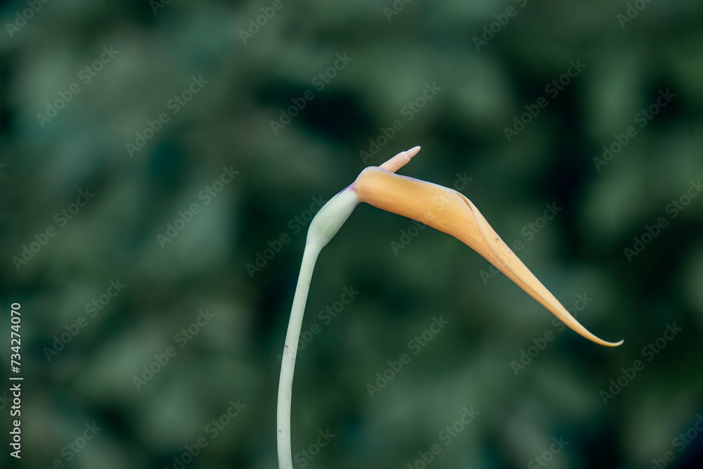 Yellow coloured Colocasia esculenta flower blooming in nature.It is a ...