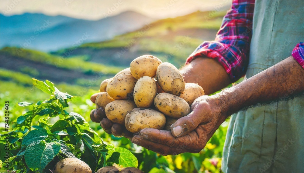 Cinematic close up shot of mature farmer's hands showing heap of fresh ...
