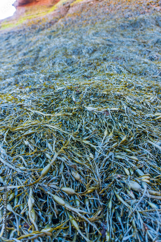 Ascophyllum nodosum a common cold water seaweed. Feamainn bhuí ...