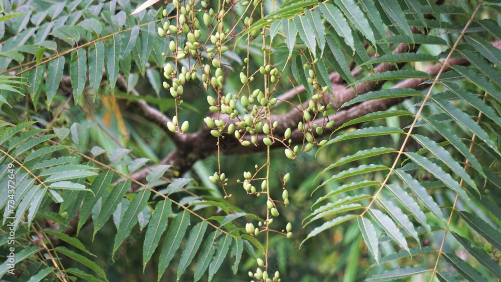 Toona sinensis (Chinese mahogany, Chinese cedar, Chinese toon, beef ...