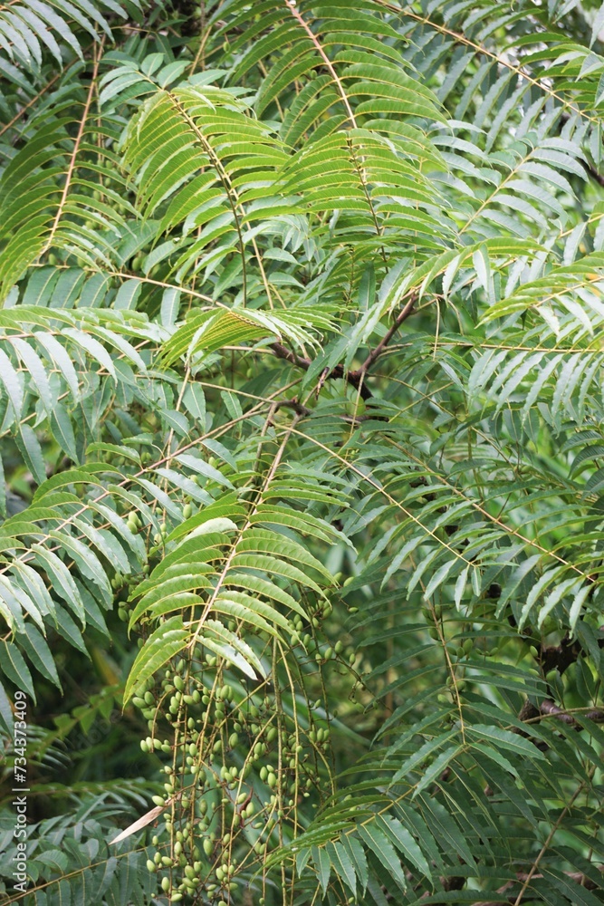 Toona sinensis (Chinese mahogany, Chinese cedar, Chinese toon, beef ...