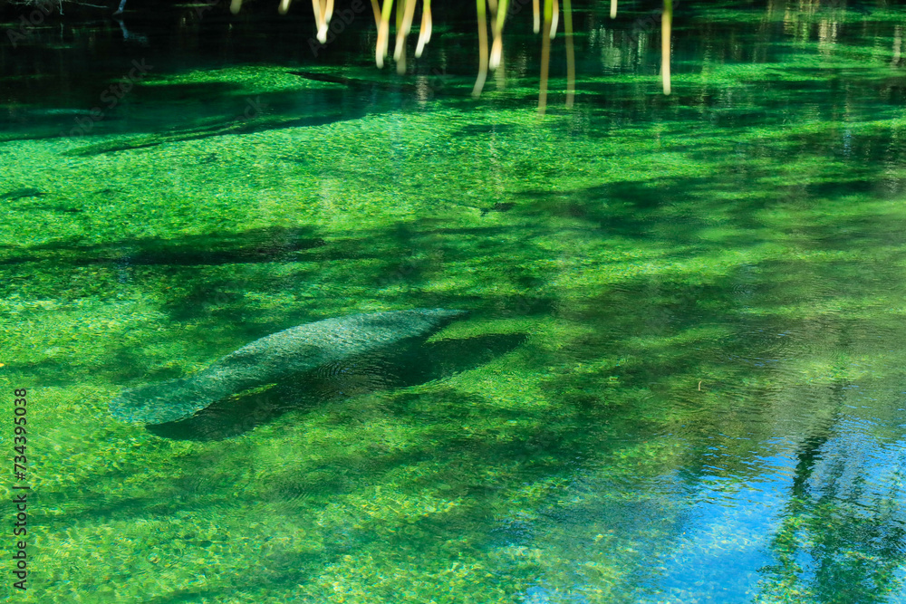 "Swimming under shades" Manatees at Blue Springs State Park, Florida ...