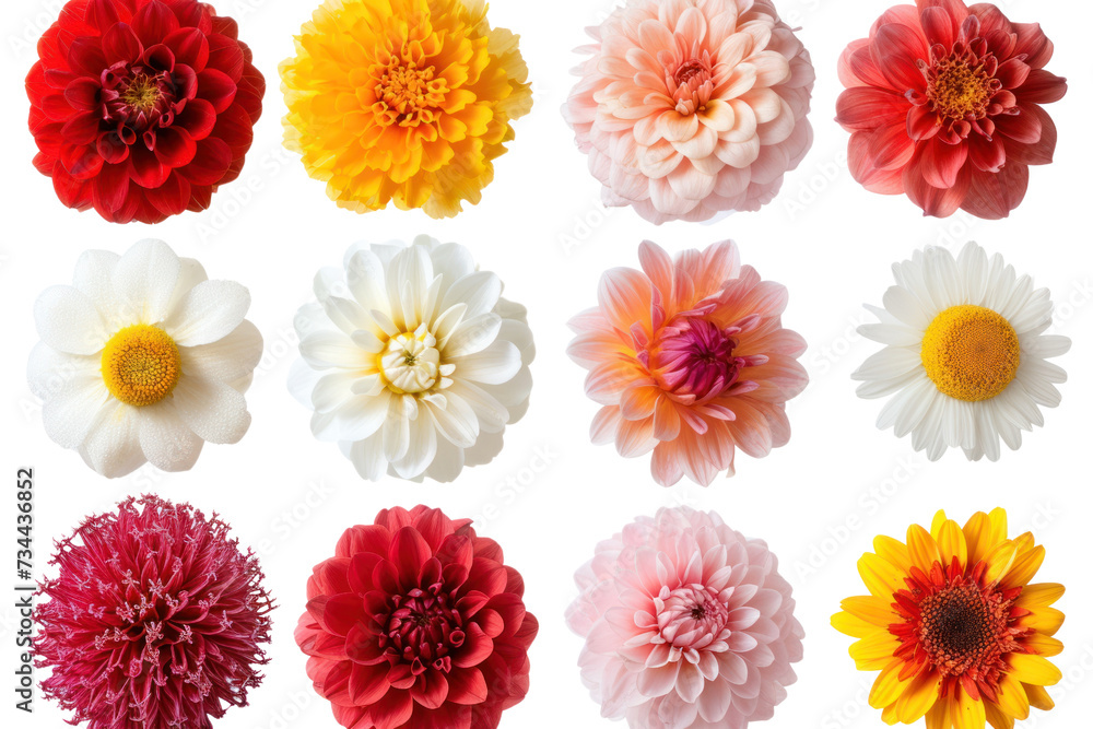 Top-down view Various Flowers isolated on transparent and white ...