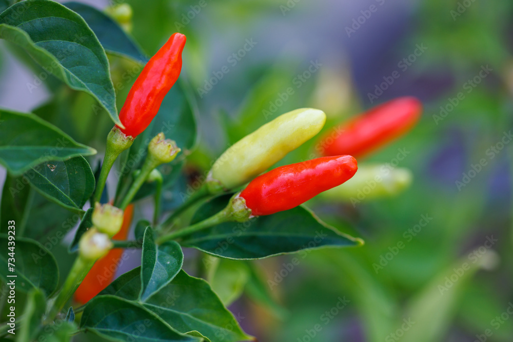 Capsicum frutescens tabasco peppers ripening to bright red in the ...
