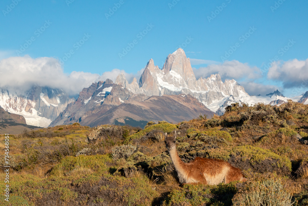 guanacos of patagonia standing in front of fritz roy mountain range ...
