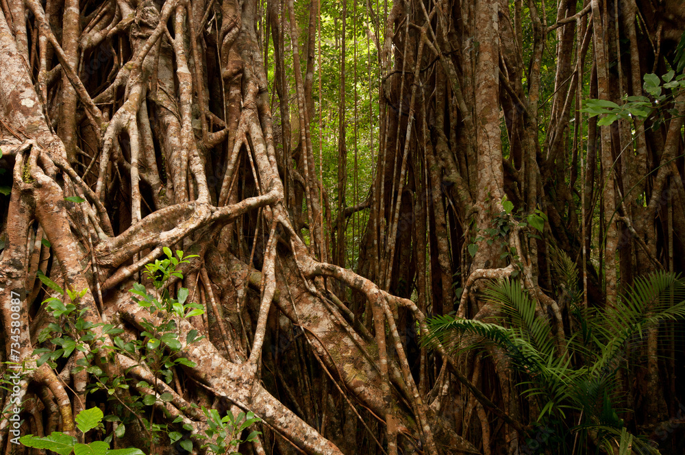 Strangler Fig (cathedral fig) near Yungaburra, Atherton Tablelands ...