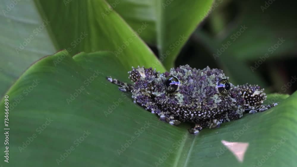 Theloderma corticale (Vietnamese mossy frog) camouflage on leaves, moss ...