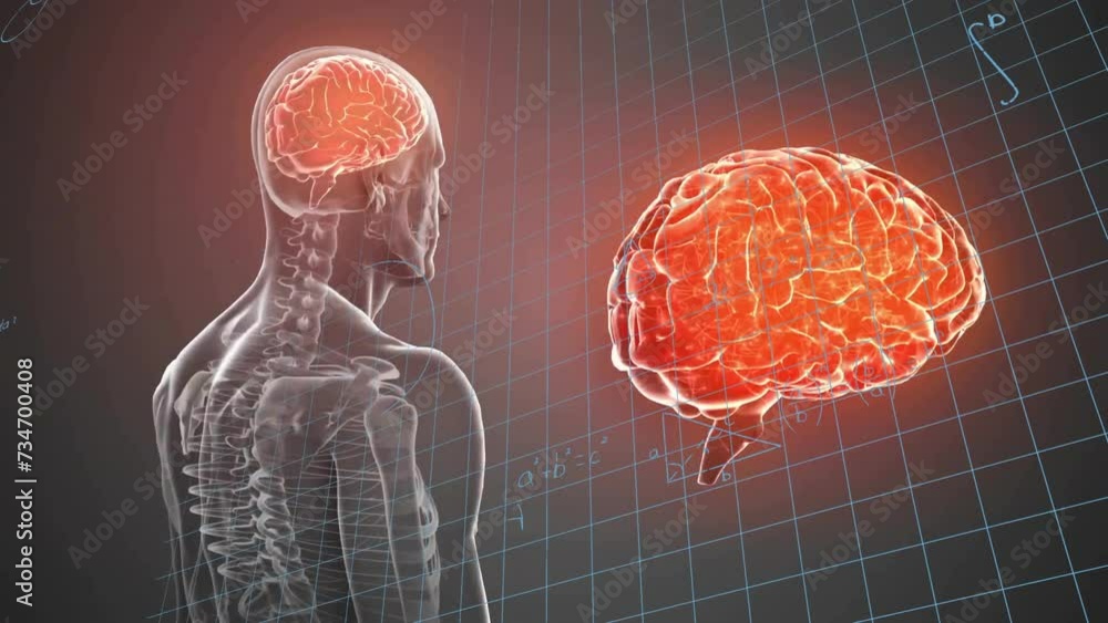 Animation of cross section of male body and brain over mathematical ...