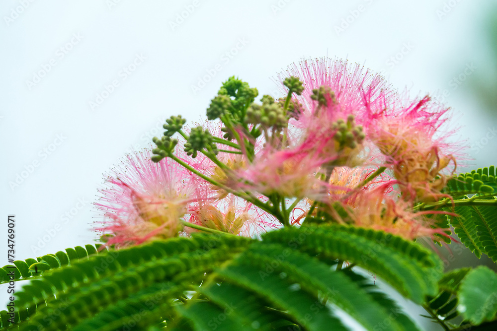Pink siris, silk tree acacia (Albizia julibrissin) during the flowering ...
