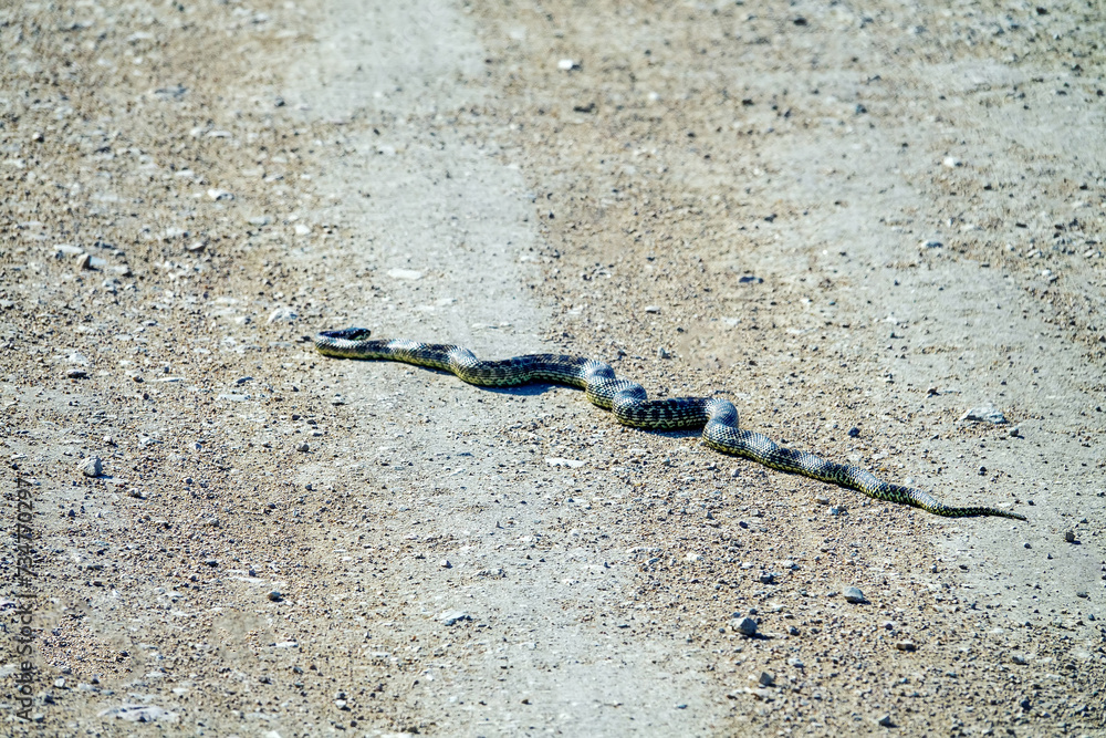 Sarmatian racer, european whip snake (Elaphe sauromates) rare species ...