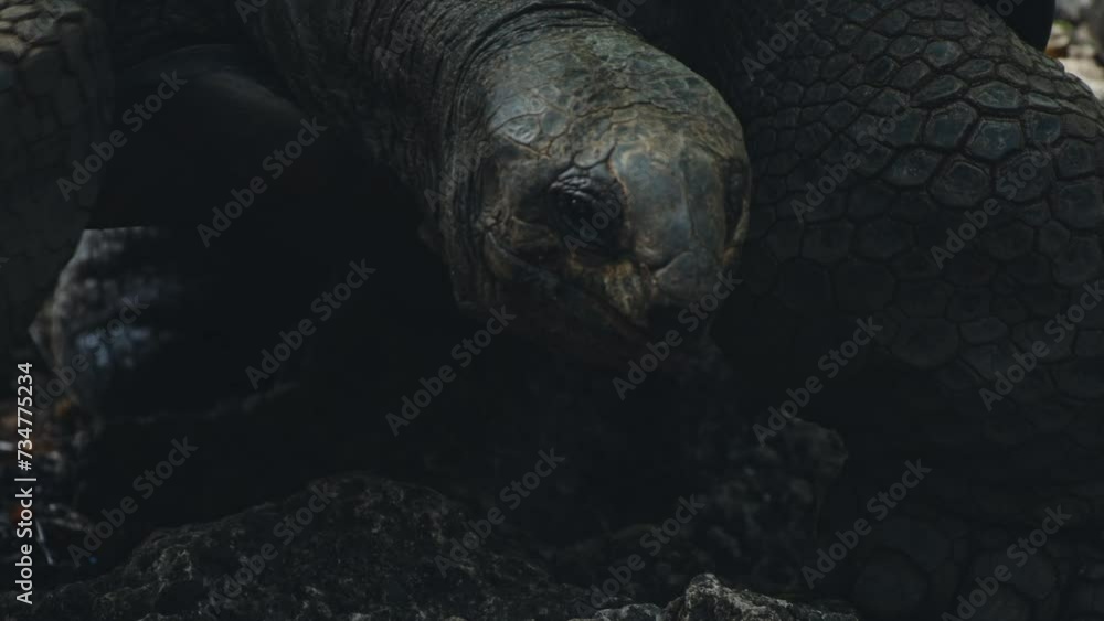 Vídeo do Stock: Ancient heavy tortoise slowly walking with beautiful ...