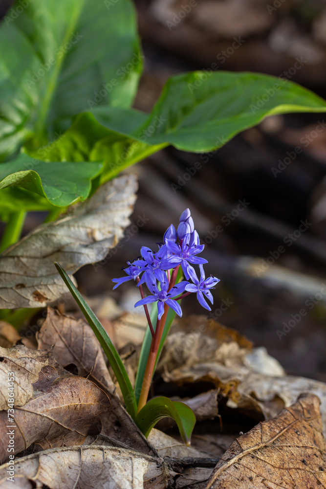 Scilla bifolia, the alpine squill or two-leaf squill, is a herbaceous ...