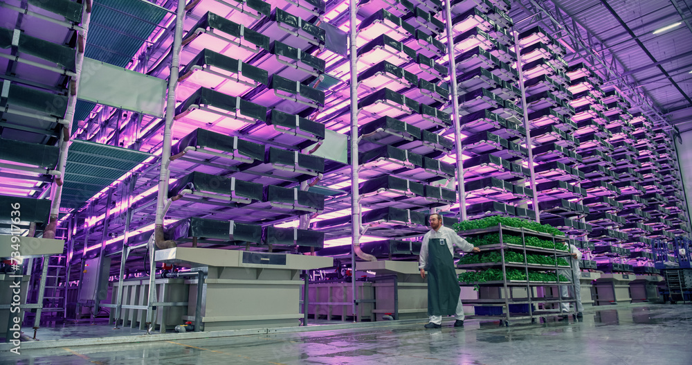 Vertical Farming Concept. Racks with Vertically Stacked Layers of Green ...