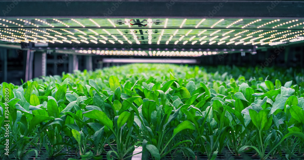 Spinach Leaves Mass Production in a Controlled Environment at a Modern ...