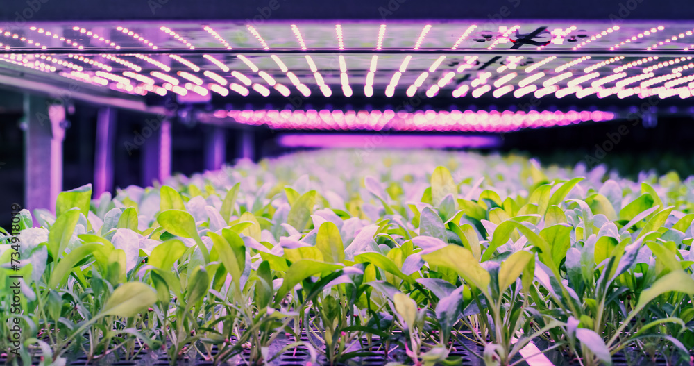 Stockfoto Vertical Farming Rack with Green Spinach Growing in a ...