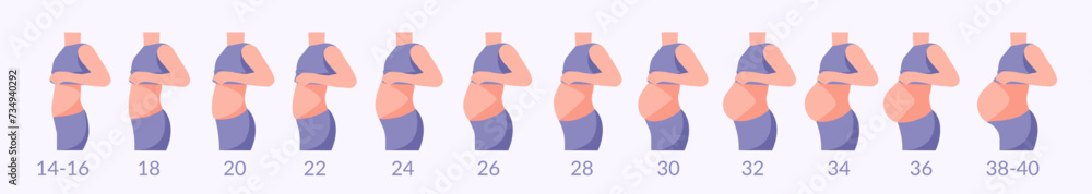Gestation period in weeks, from 12 weeks to 40 weeks of pregnancy ...