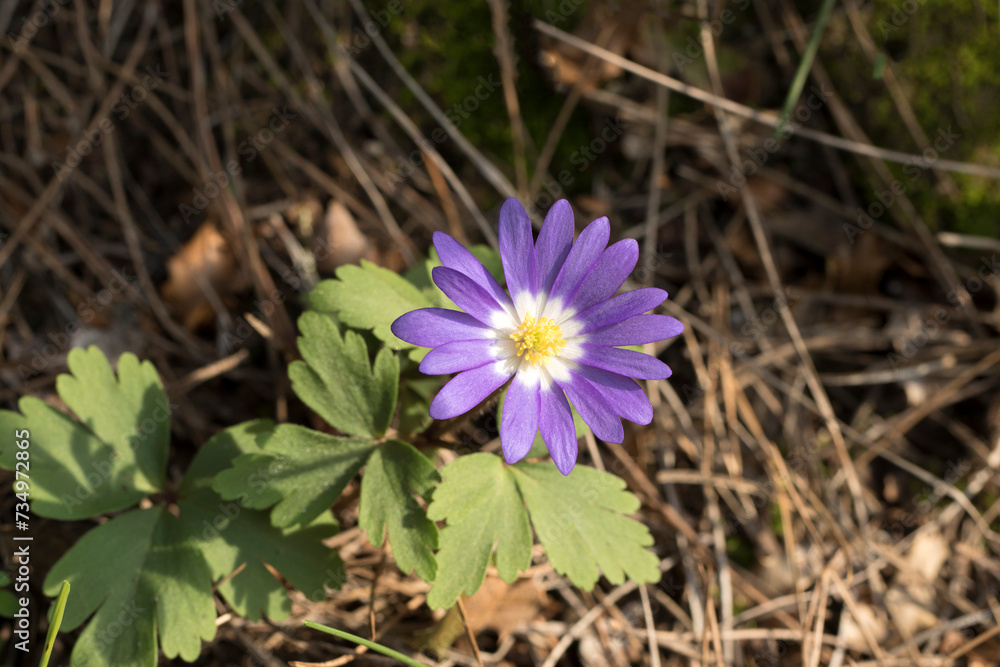 Windflower (Anemone blanda) blooms blue and violet in February in ...