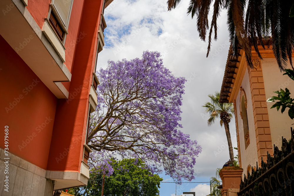 Canopy of jacaranda trees with a lot of purple flowers on the streets ...
