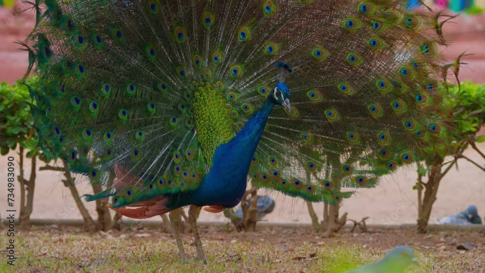 Indian peacock with spreading tail. Peafowl showing its tail colorful ...