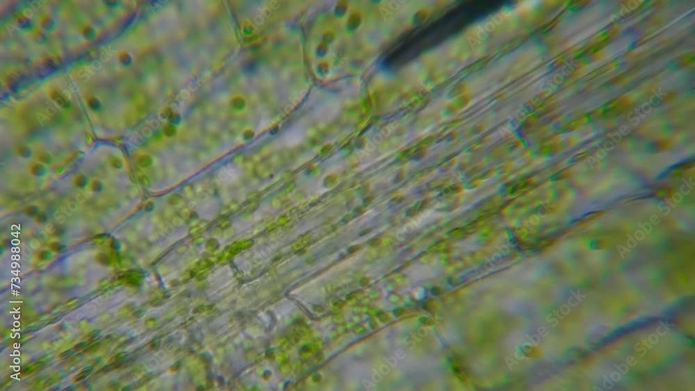 Vidéo Stock Motion Cells Chloroplast Under Microscope. Chlorophyll Cell ...