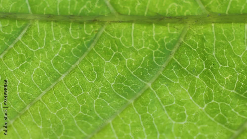 Cell Structure View of Leaf Surface Showing Plant Cells For Education ...