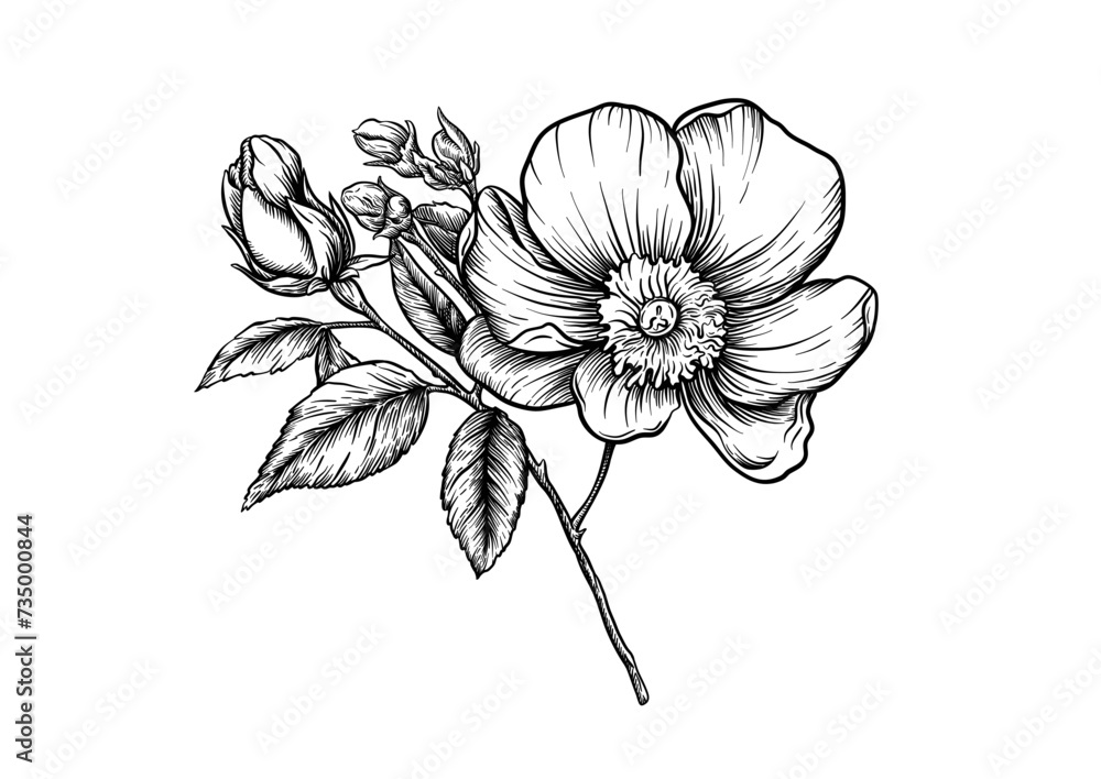 Boutonniere of wild rose flowers and berries Clip art, set of elements ...