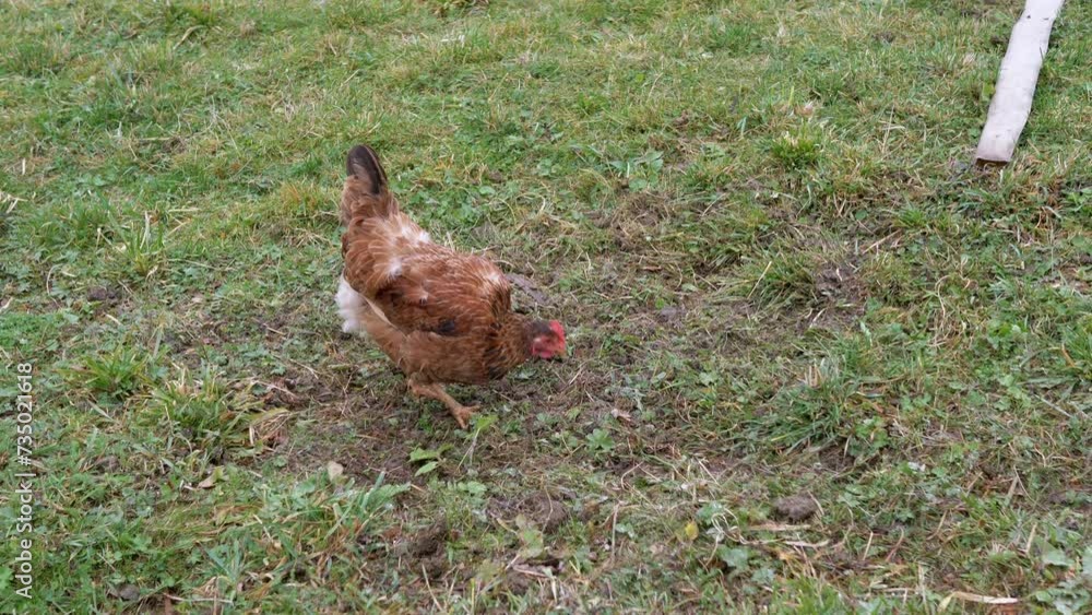 One Large Brown Hen Grazes on the Green Grass in the Outdoor Yard. A ...