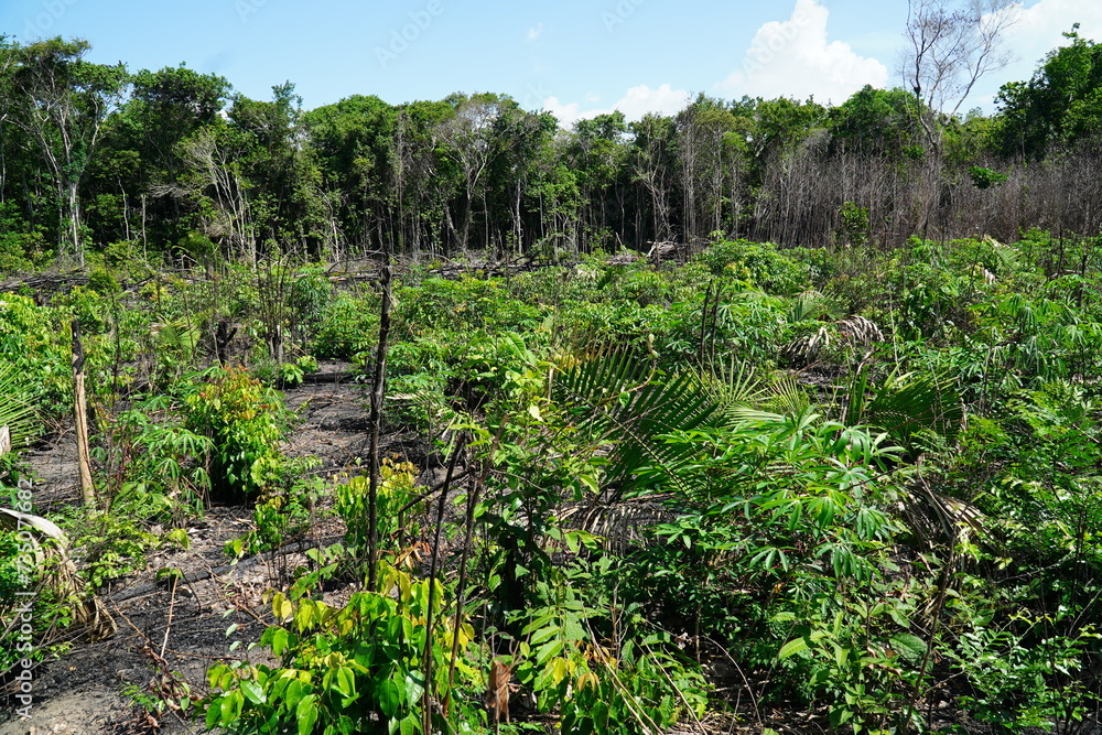 Panoramic view of an Amazon rainforest area recently destroyed by slash ...