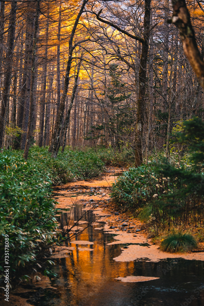 Nature landscape of water stream river flowing in beautiful summer ...