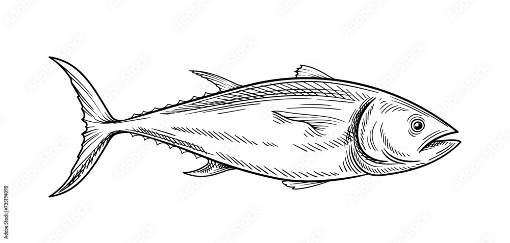 Tuna seafood linear. Hand drawn sketch of fish. Healthy eating with ...