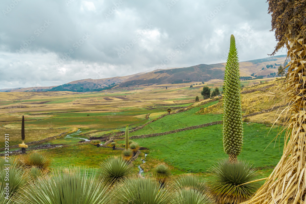 Puya Raimondi is a species endemic to the high Andean zone of Bolivia ...