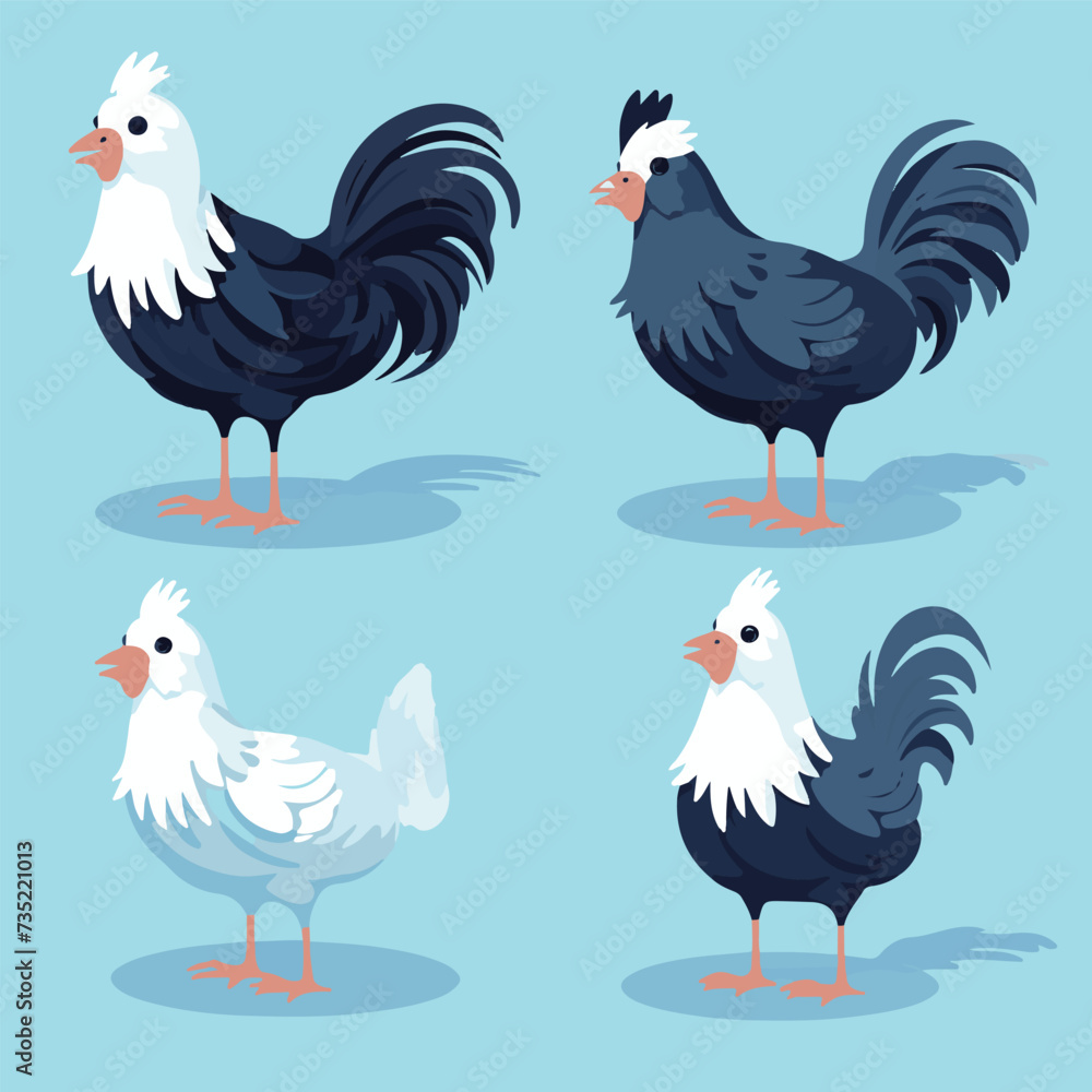 vector illustrations of different chicken breeds, showcasing their ...