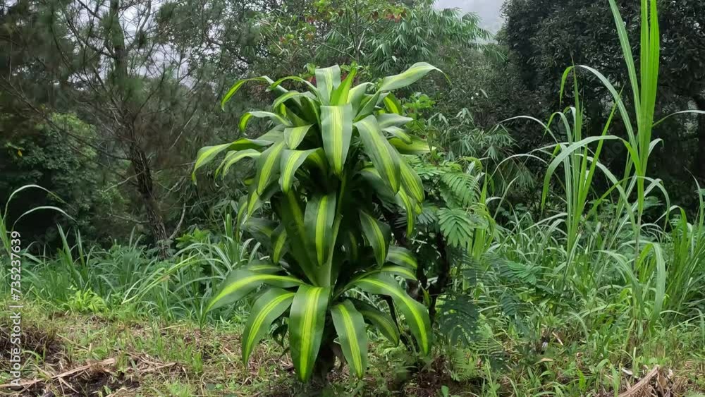 Dracaena fragrans (cornstalk dracaena, striped dracaena, compact ...