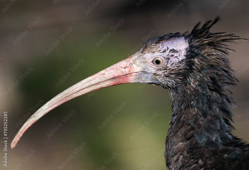 Majestic Geronticus eremita, a symbol of conservation, graces ancient ...