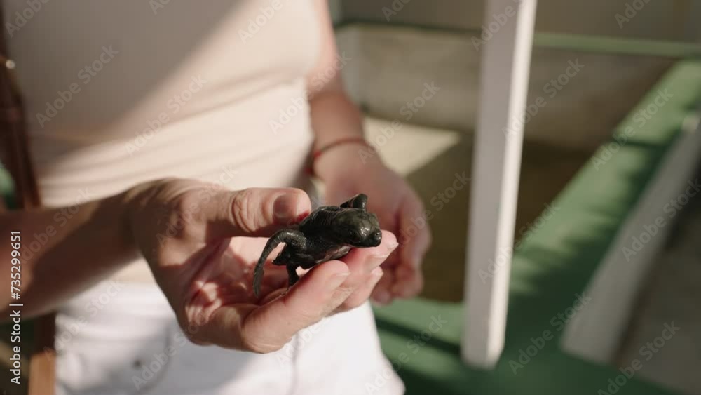 Baby sea turtle in female hands at turtle hatchery in Sri Lanka. Human ...