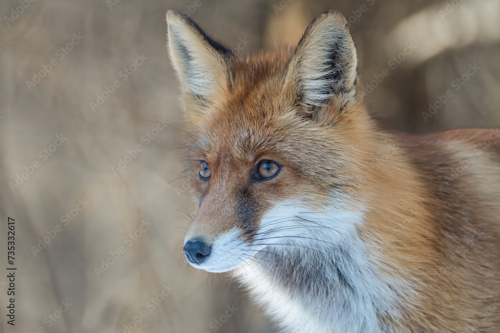 A portrait photo of a red fox. Sharp photo of a red fox in its natural ...