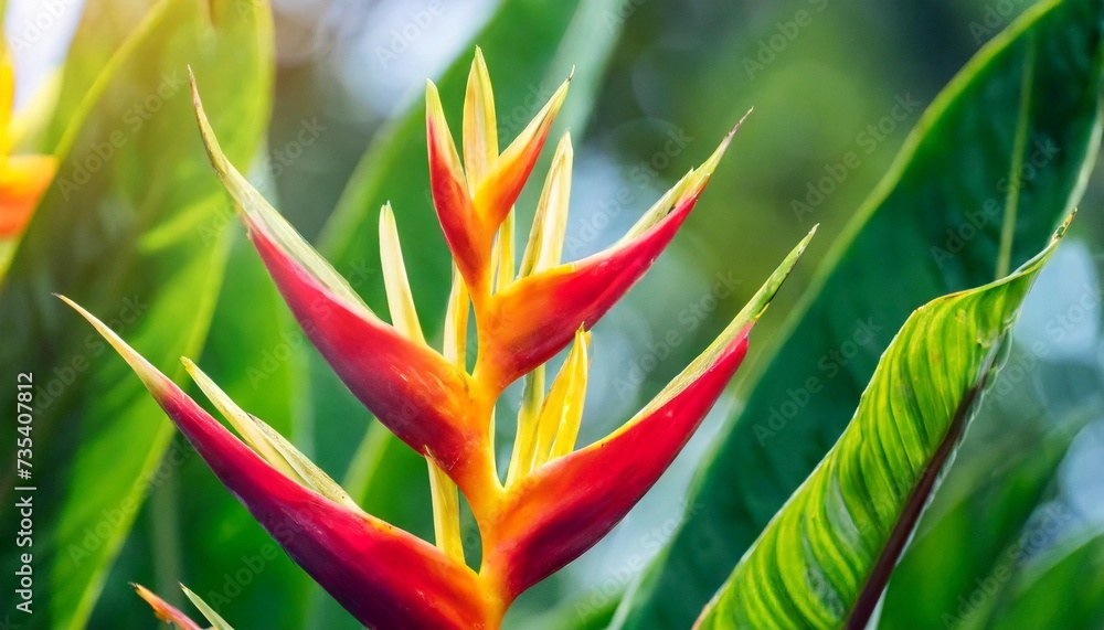 tropical heliconia parrot flower with blurry background in all colors ...