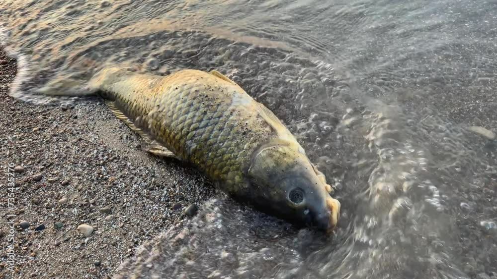 Dead fish and bones decompose on the shore of Lake Erie Ohio. Depicting ...