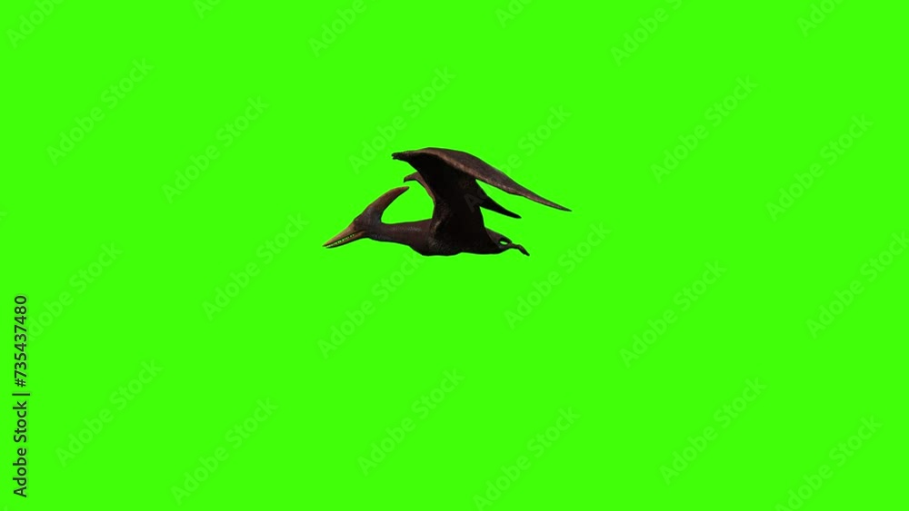 3D Pteranodon Pterosaur flying Loop with cycle view on chroma key. 4k ...